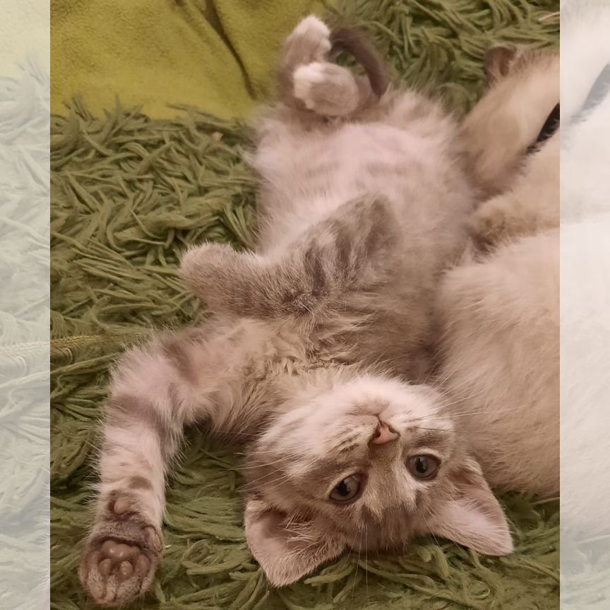 Котята в добрые руки приучены к лотку