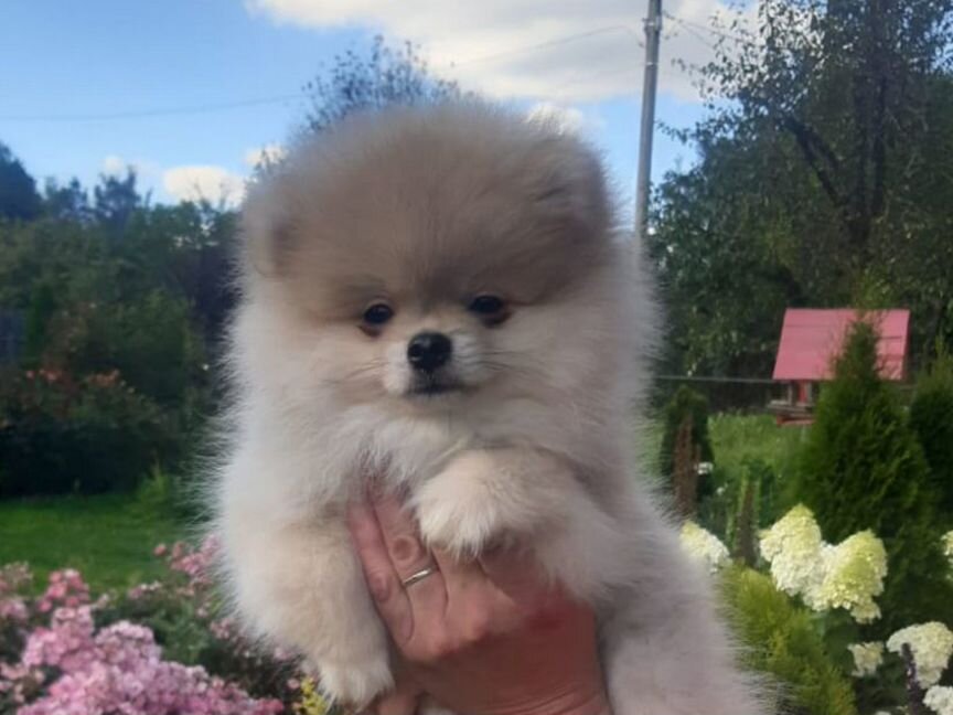 Щенки померанского шпица