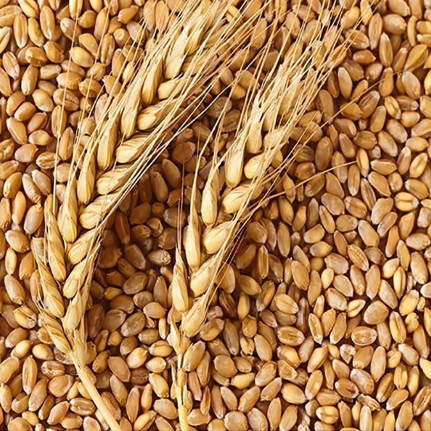 Зерно пшеница в мешках по 5 вёдер (цена за мешок)