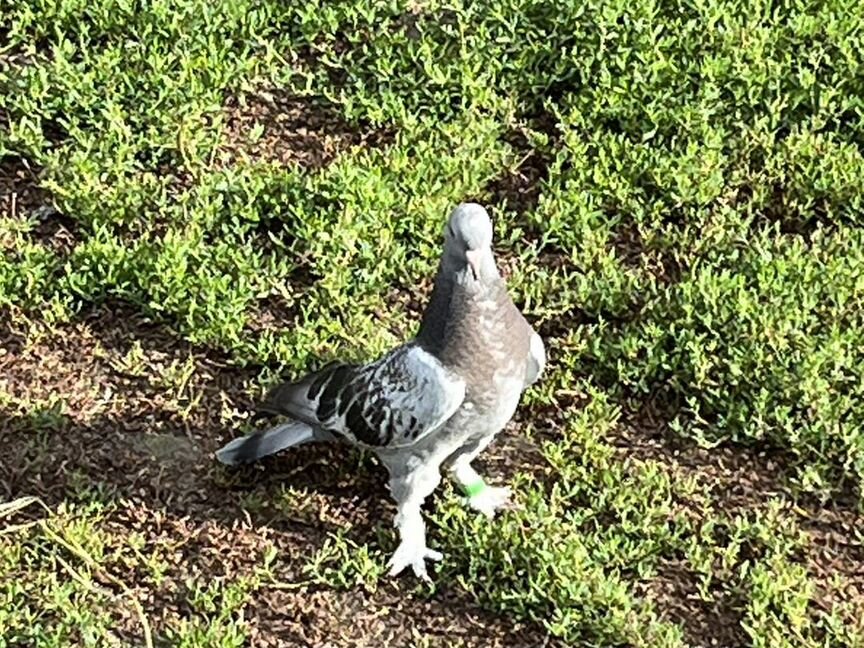 Голуби такла