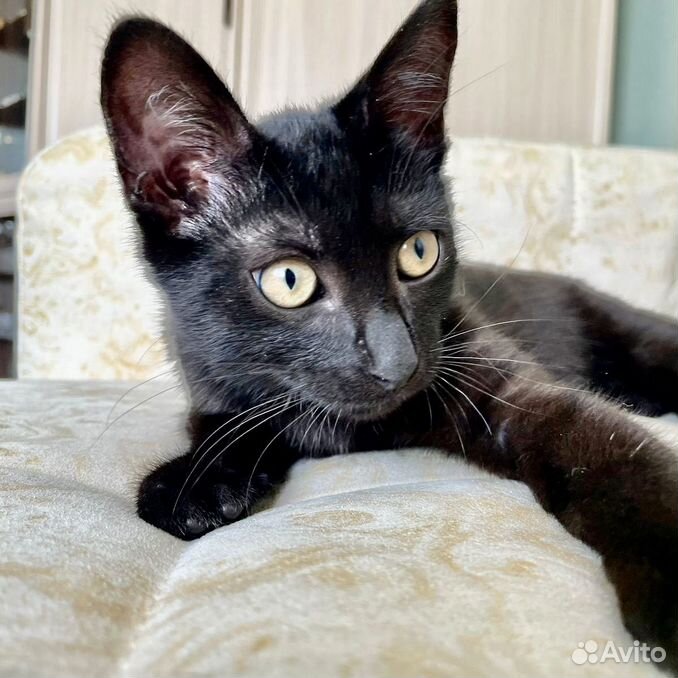 Чёрный котёнок, 4.5 месяца