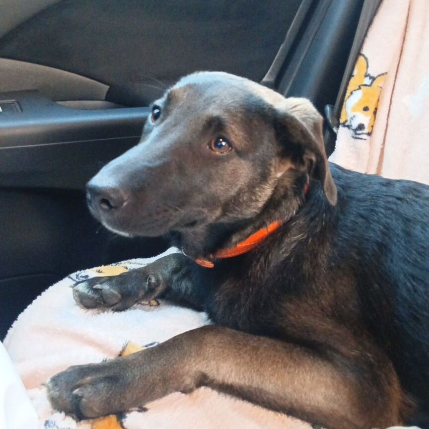 Красивый щенок в частный двор