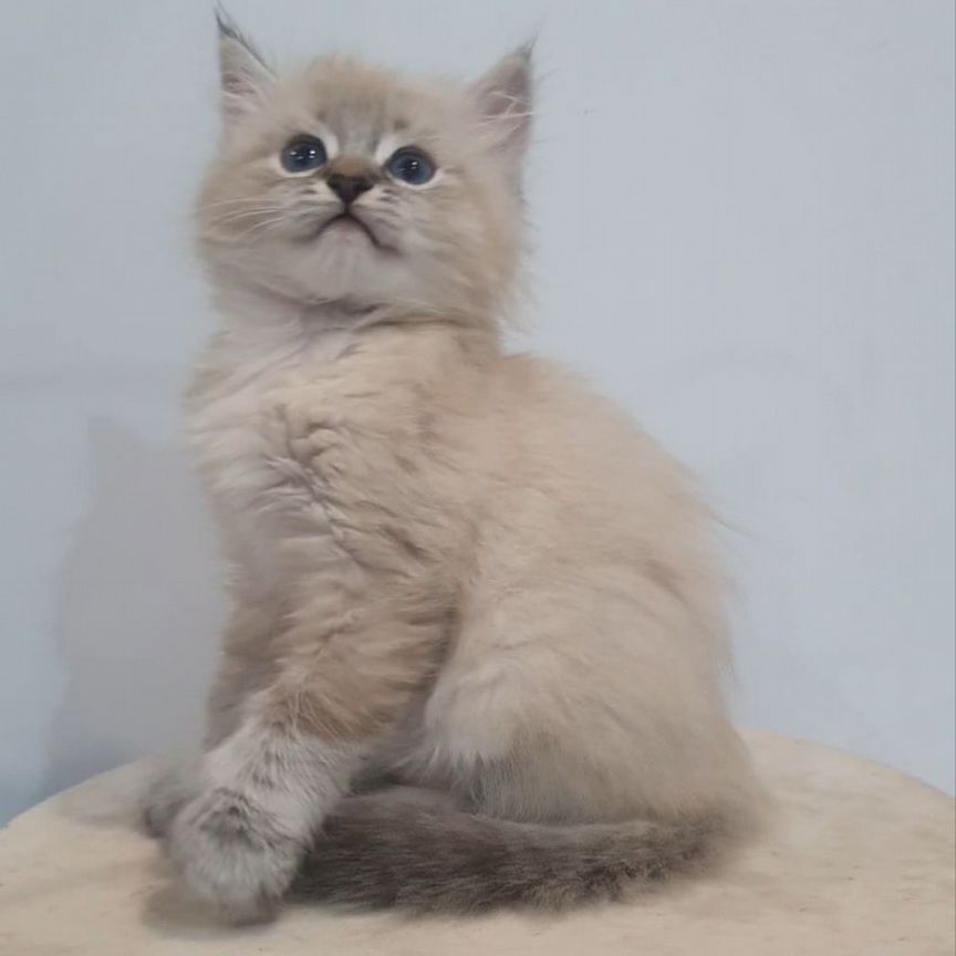 Шотландский прямоухий длиношерстный котёнок