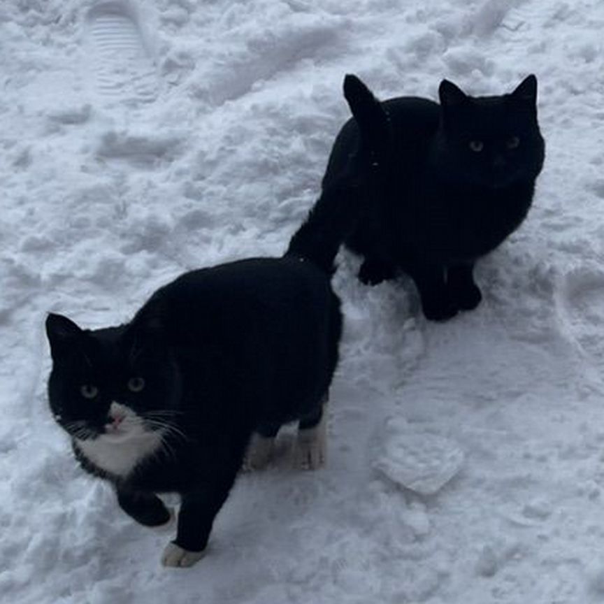 Бездомные котики
