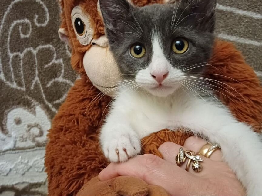Кошки в добрые руки