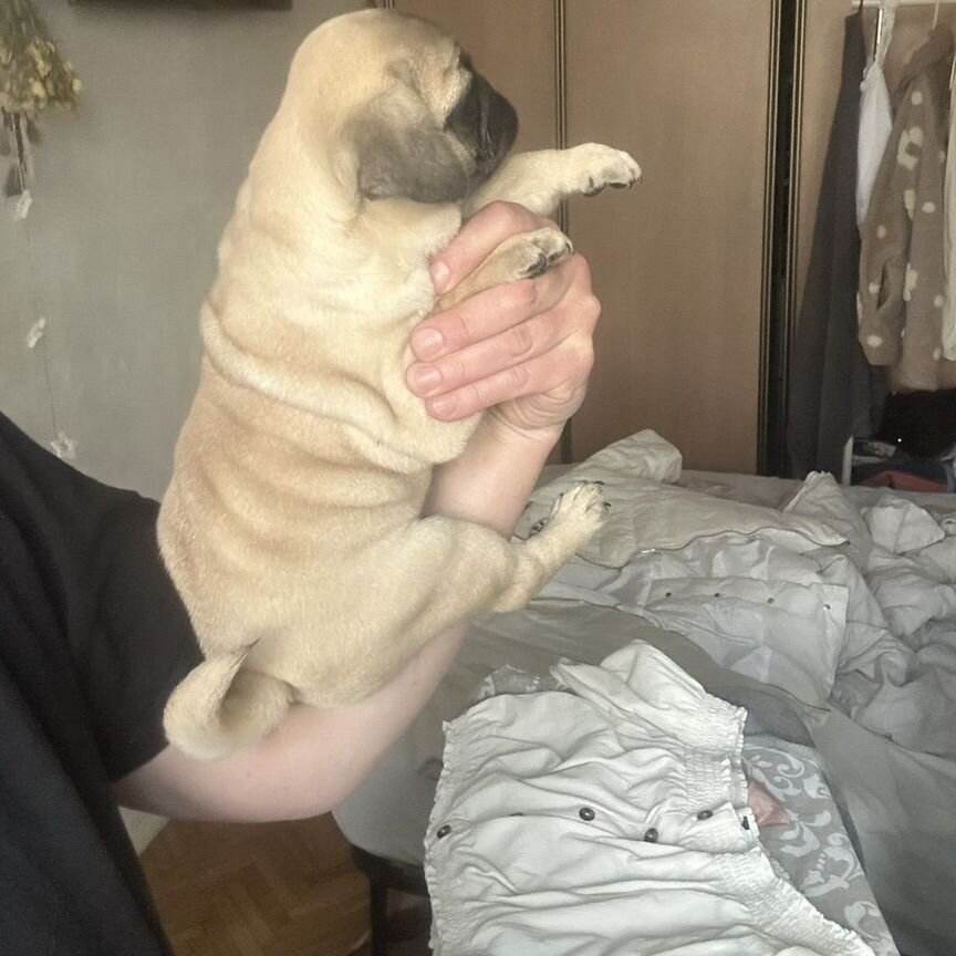 Мопс, щенок