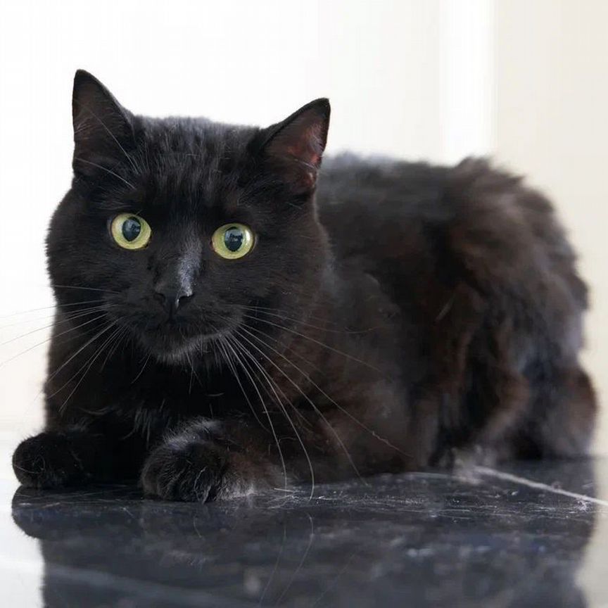 Взрослый кот в добрые руки