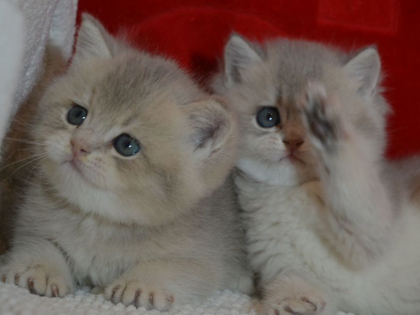 Британцы. Голубое золото