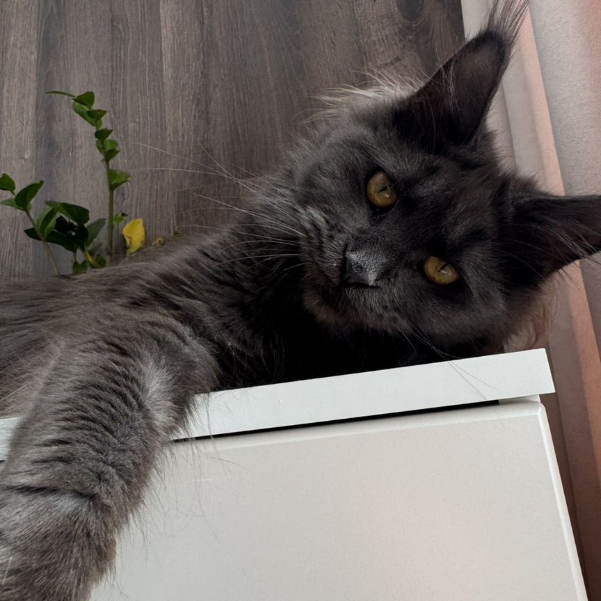 Мейн-кун, взрослая кошка