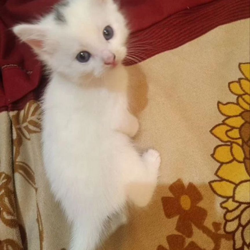 Котёнок