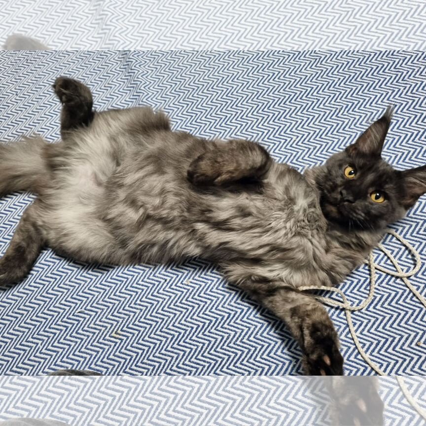 Котята мейн-кун