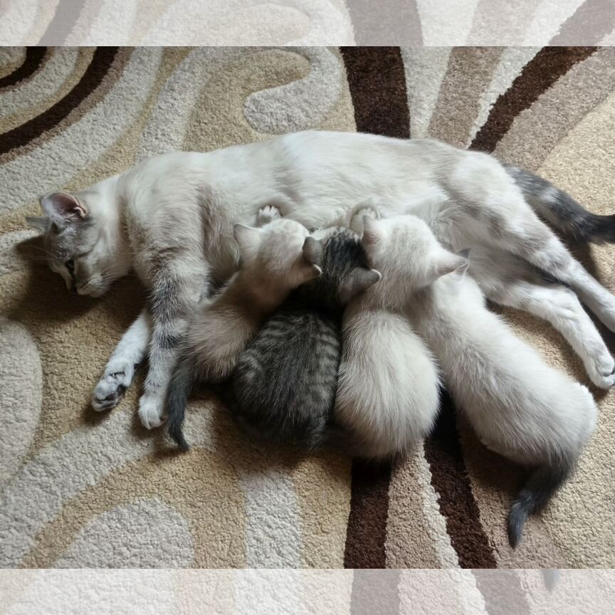 Шотландский прямоухий короткошёрстный котёнок