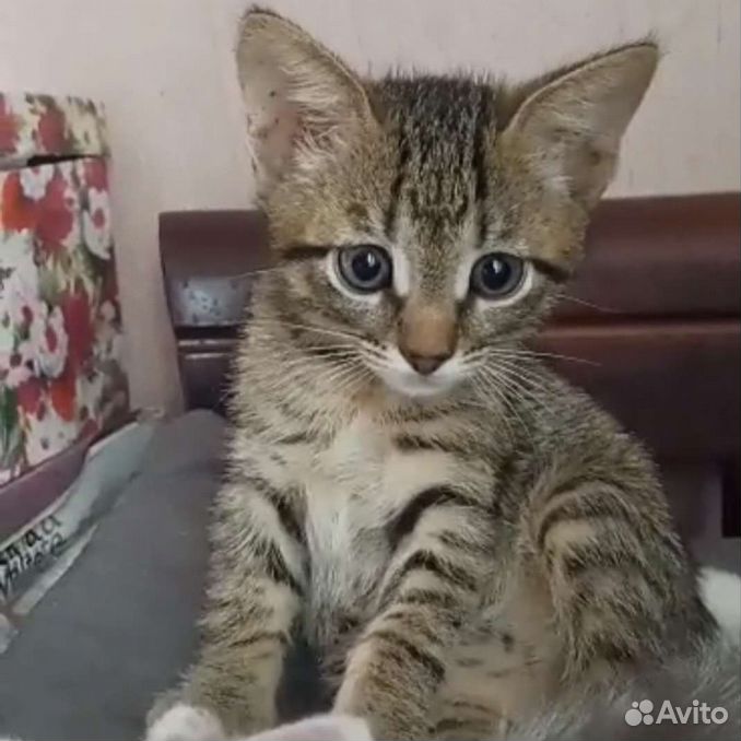 Ласковый котенок шпротик ищет дом
