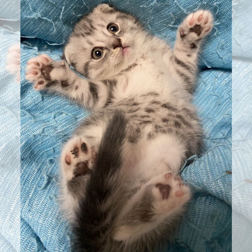 Шотландский вислоухий короткошёрстный котёнок