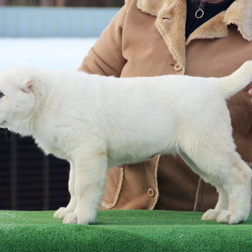 Среднеазиатская овчарка