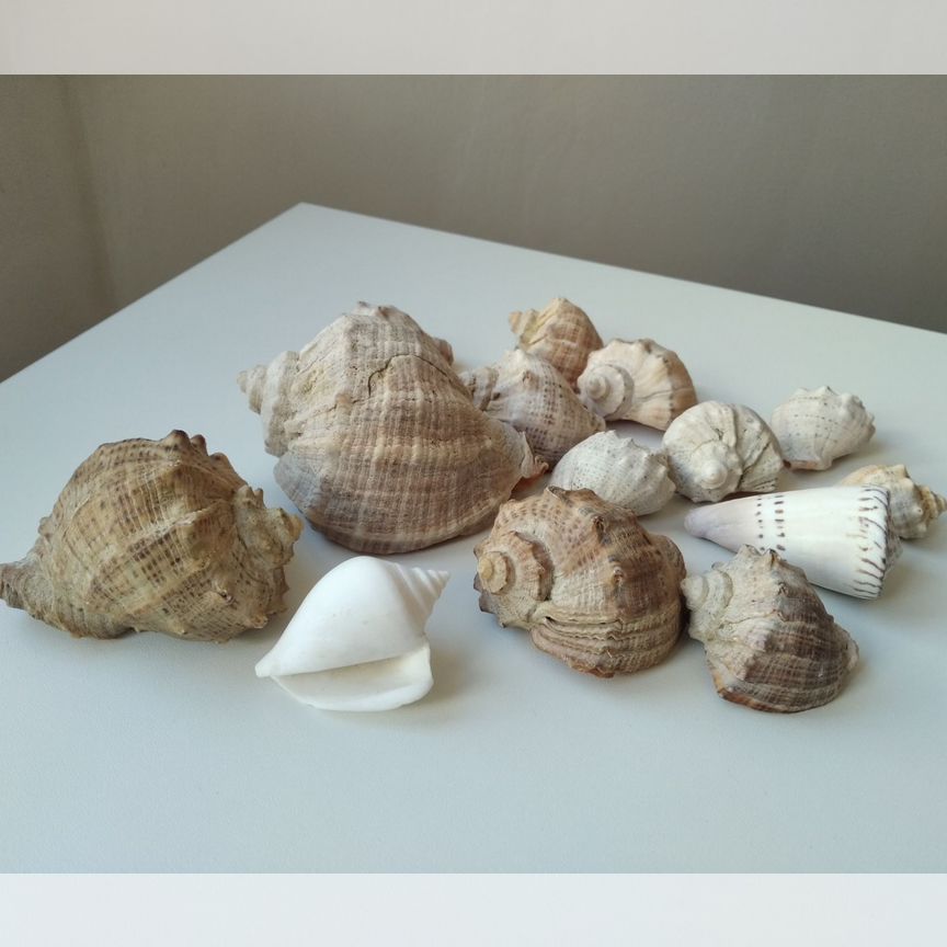 Ракушки для аквариума, цена за все