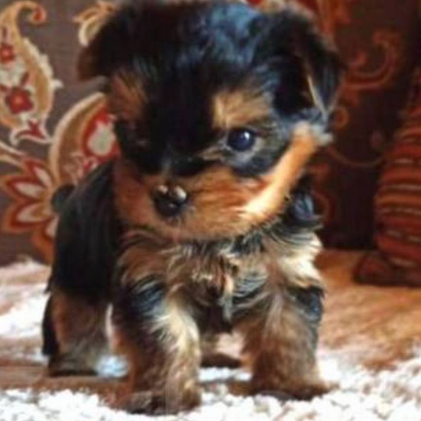 Йоркширский терьер, щенок