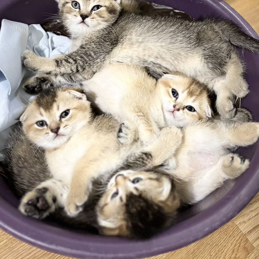Шотландский вислоухий длинношёрстный котёнок