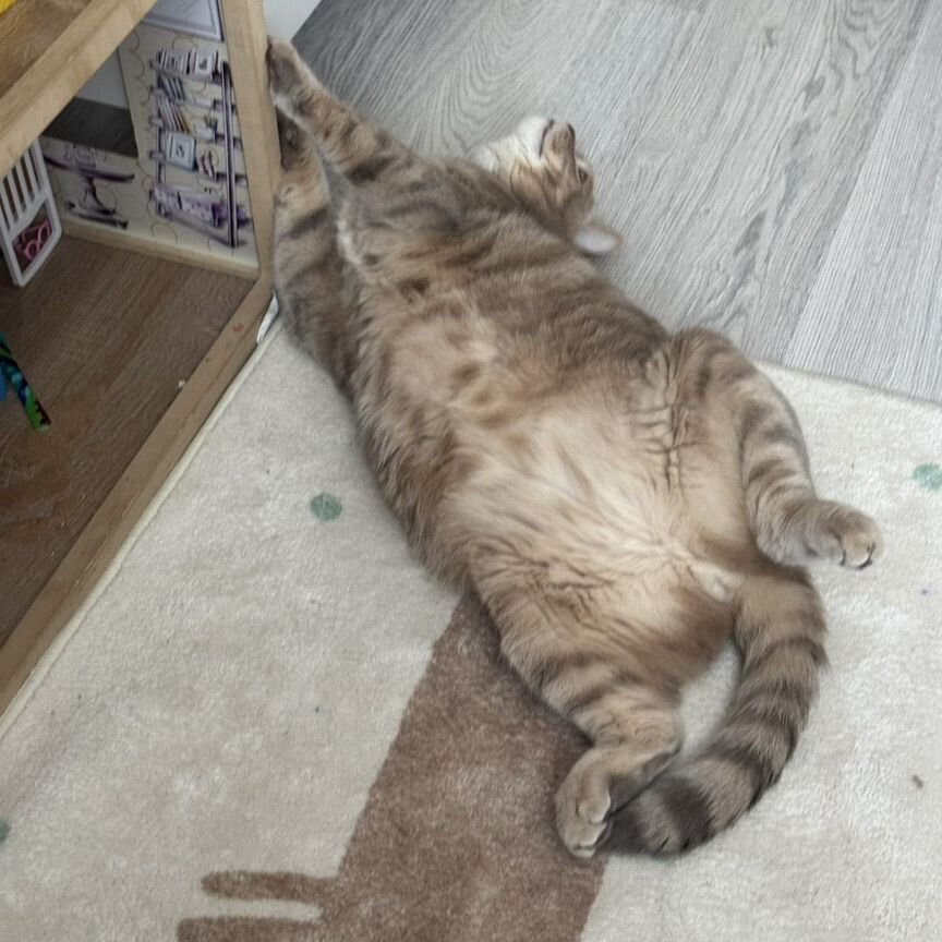 Отдам кота в добрые руки