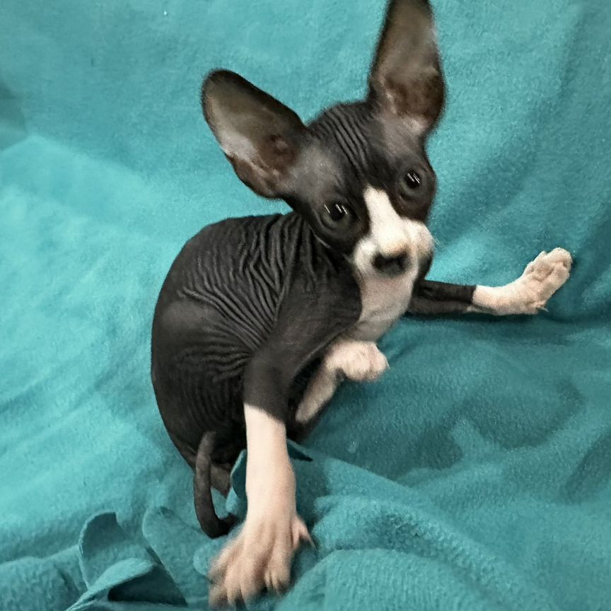 Сфинкс котенок