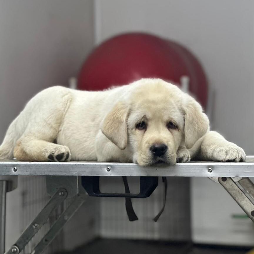 Лабрадор-ретривер, щенок