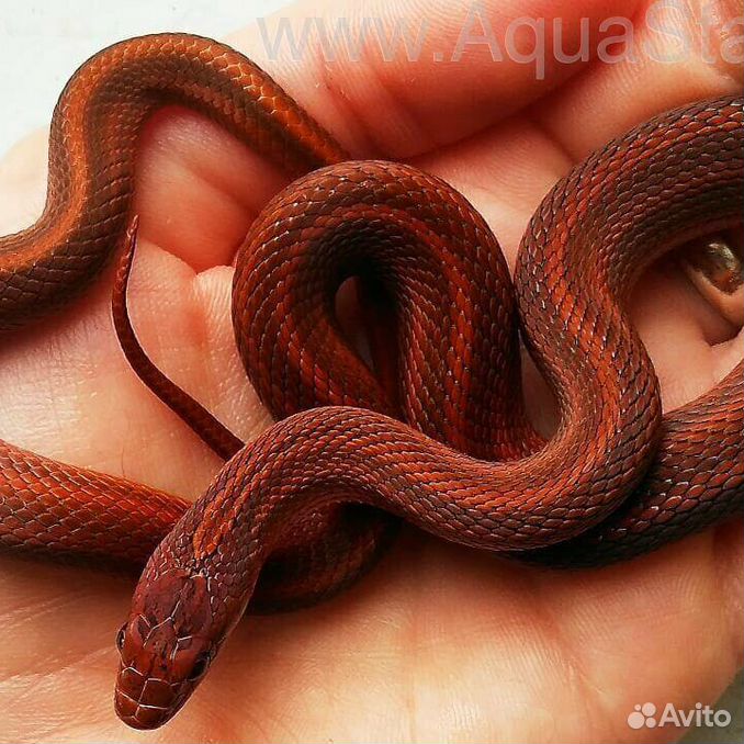 Полоз узорчатый Red striped, S