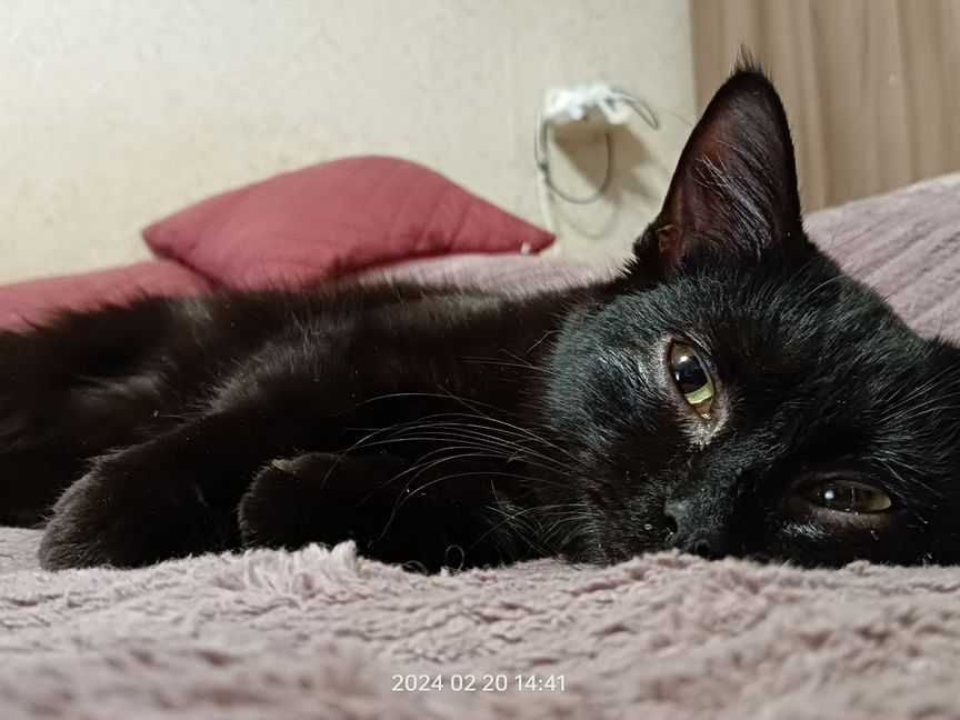 Кошка шоколадка в добрые руки