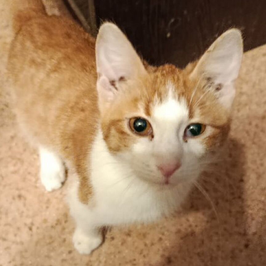 Котёнок в добрые руки