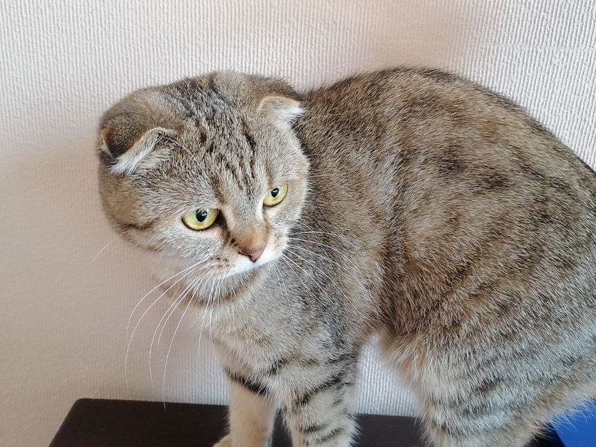 Шотландская вислоухая кошка бесплатно