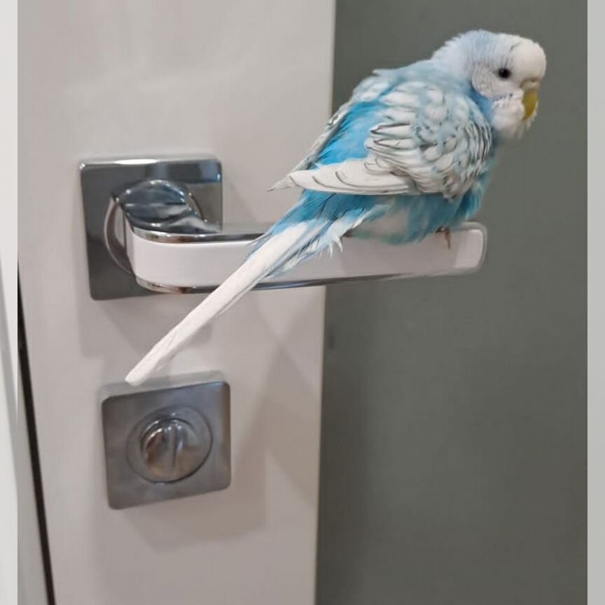 Волнистый попугай девочка