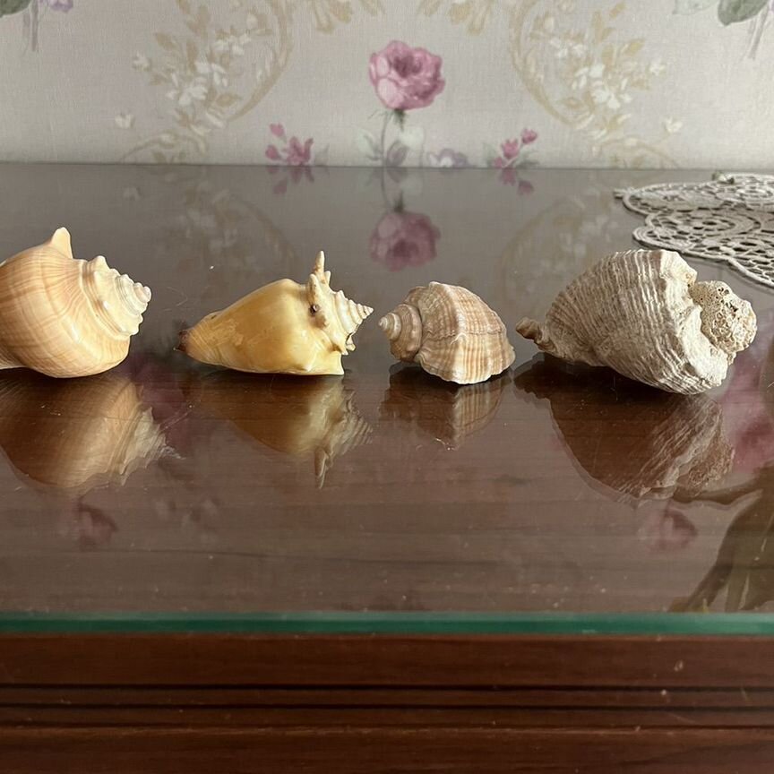 Морские ракушки