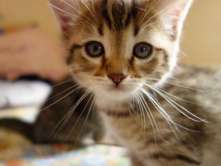 Котенок мальчик