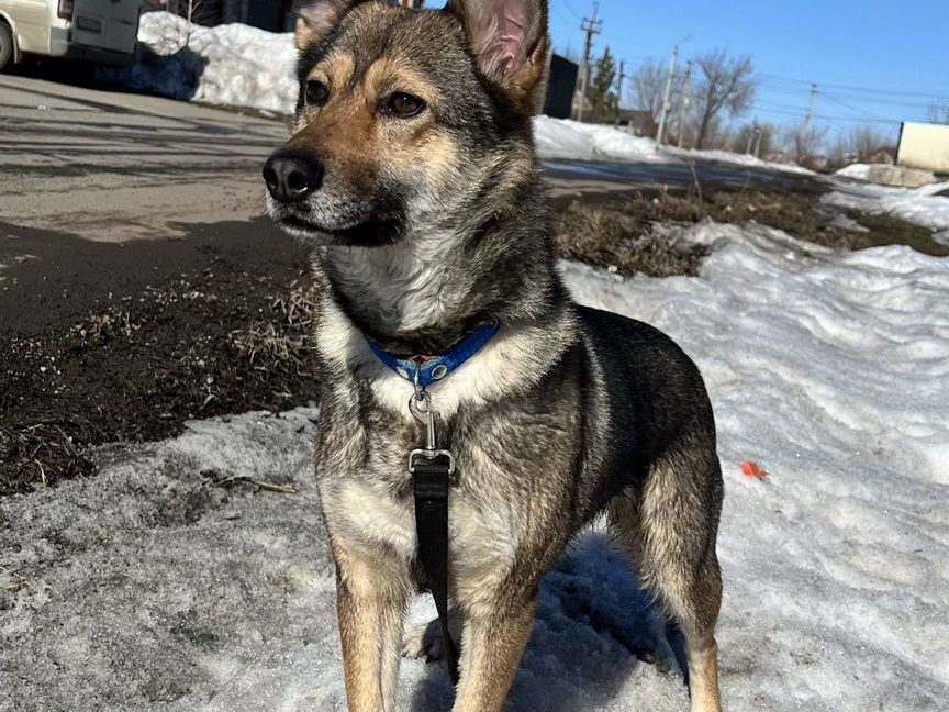 Собака в добрые руки