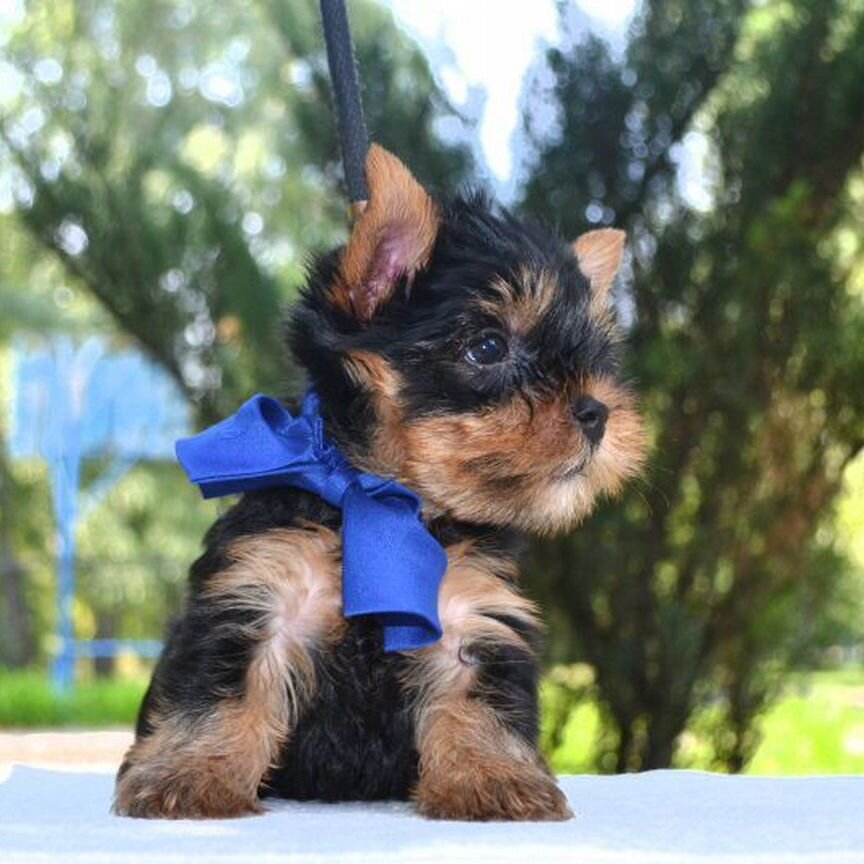 Щеночки йорка с документами РКФ