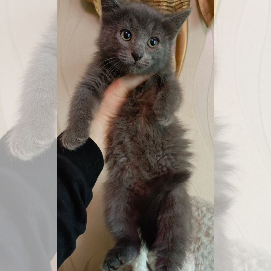 Котёнок в добрые руки