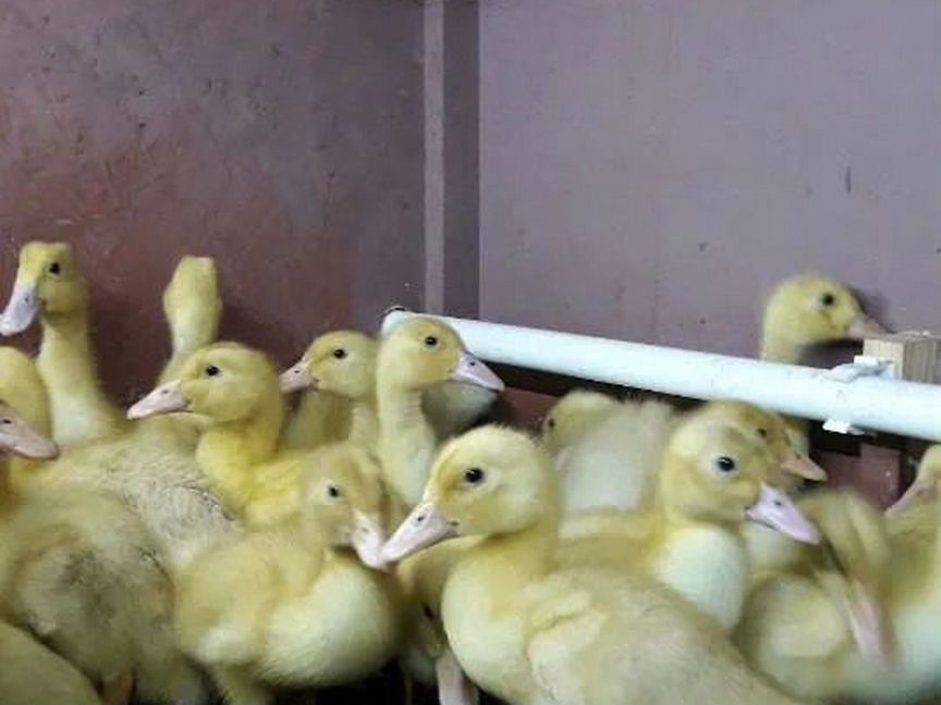 Утята подрощенные