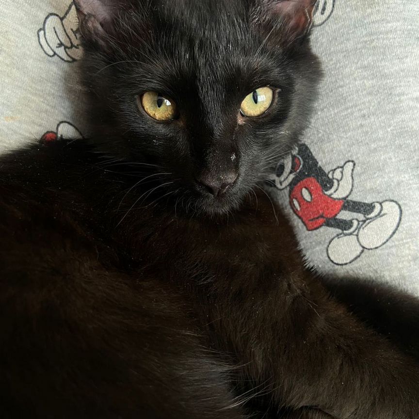 Котенок мальчик 7 мес