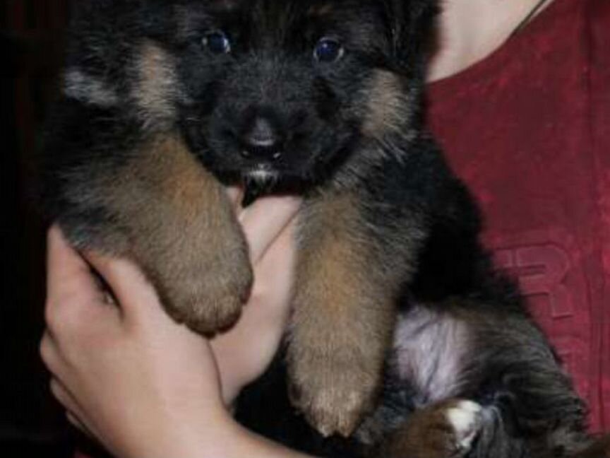 Щенки немецкой овчарки