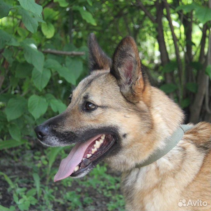 Ласковая собака Ларочка ищет маму и папу