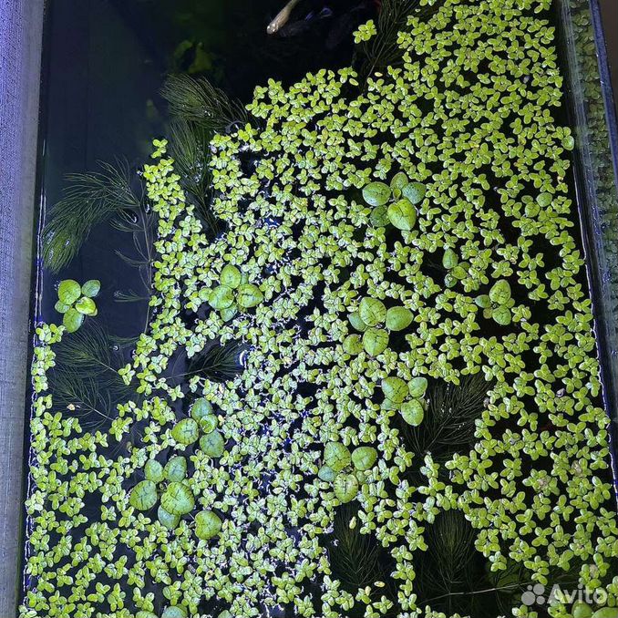 Отдам ряску и роголистник