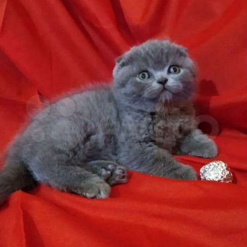 Вислоухие котята