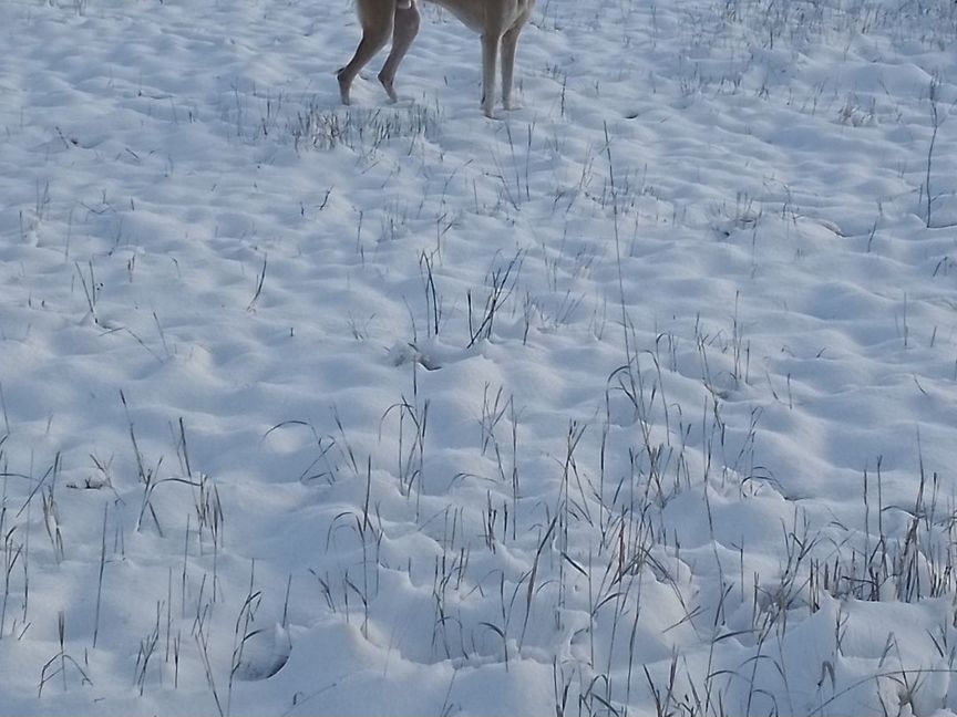 Хортая борзая