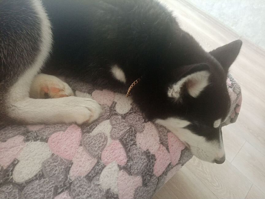 Сибирский хаски