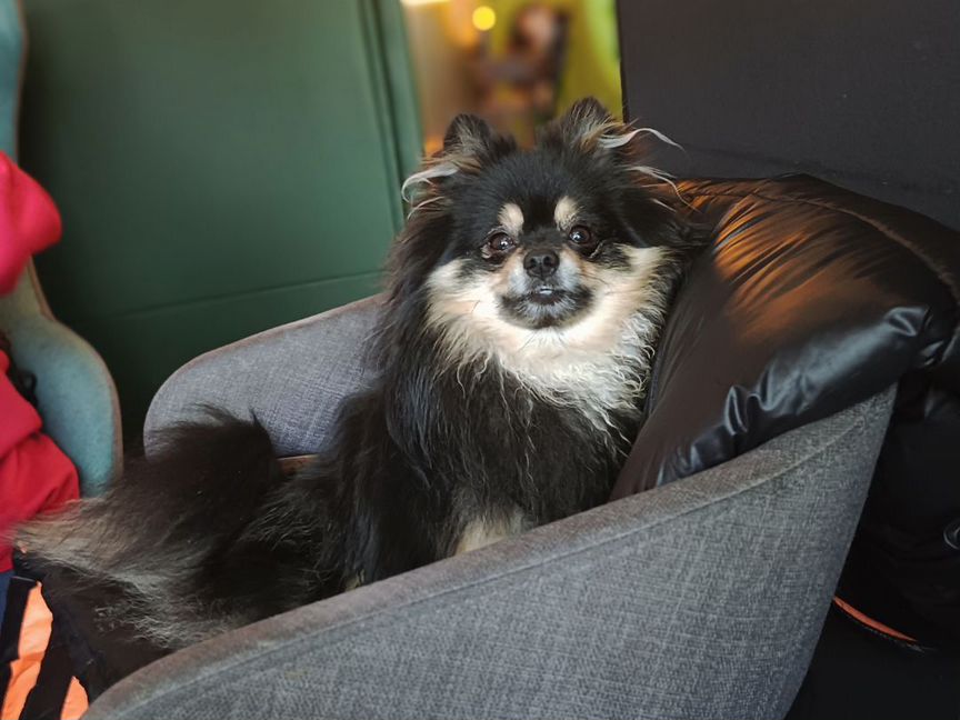 Собака для вязки