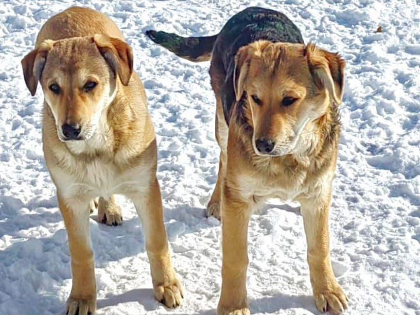 Крупные щенки на охрану