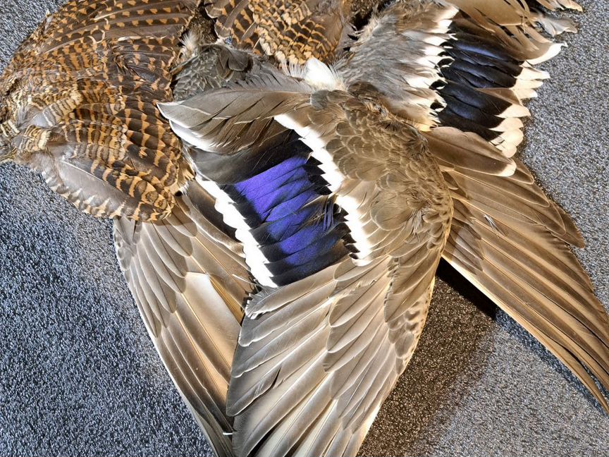 Крылья утинные