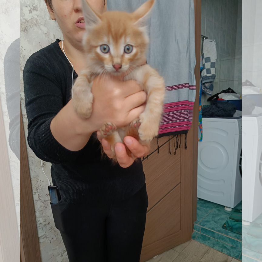 Шикарные котята
