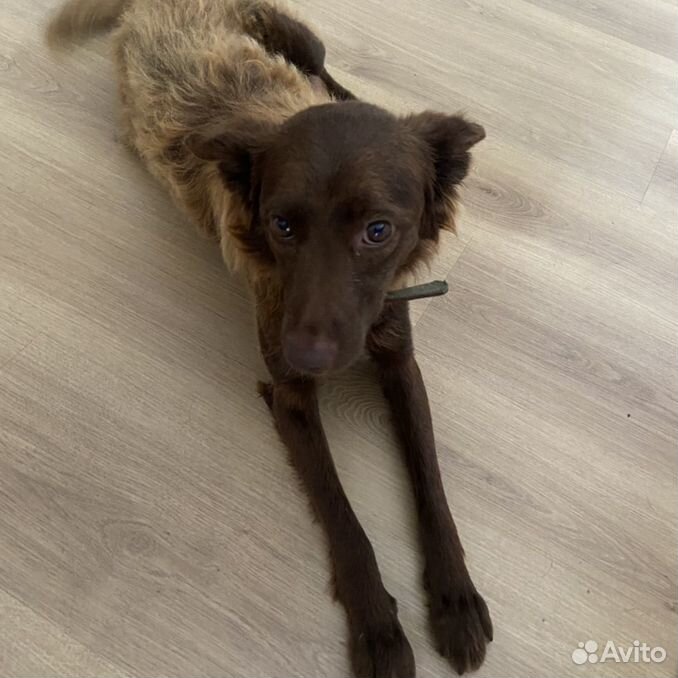 Шоколадка ищет дом или передержку