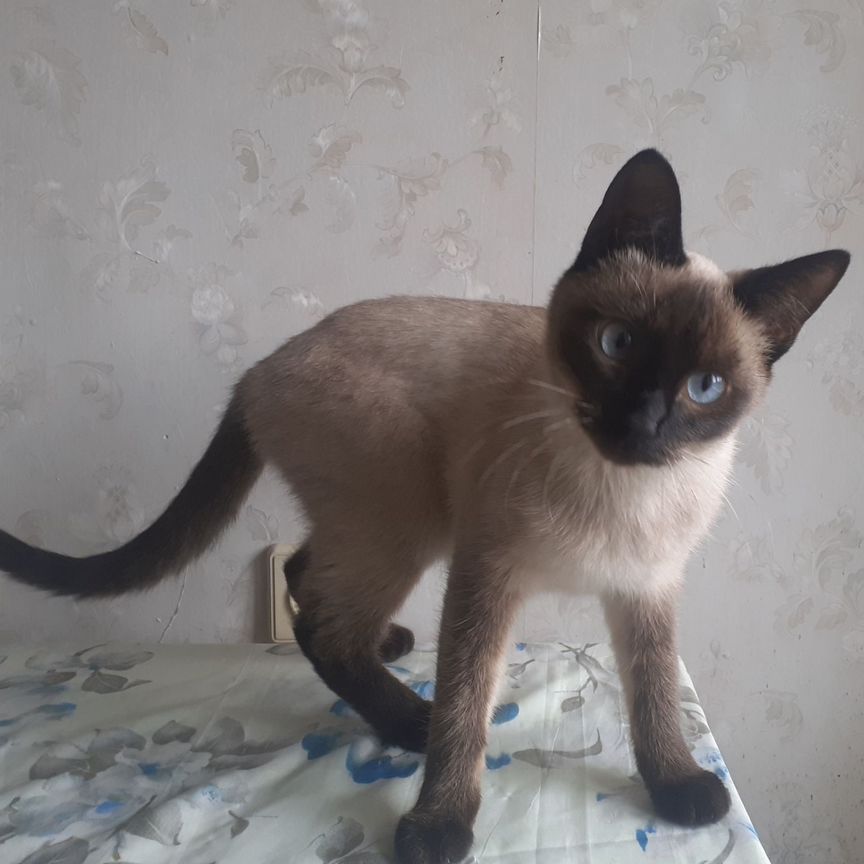 Ассоля стерилизована