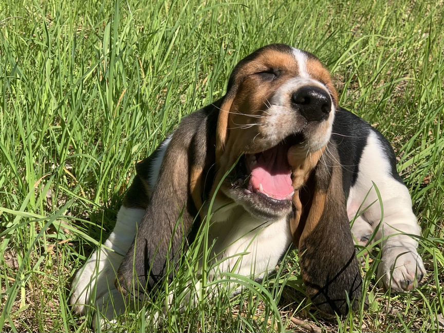 Щенок бассет хаунд